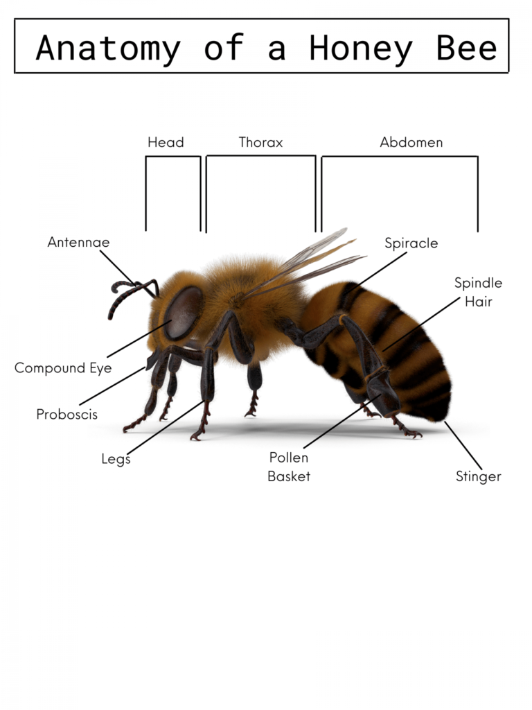 Anatomy-Honey-bee – Honey Bee Research Centre