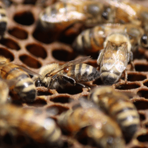 Research - Honey Bee Research Centre