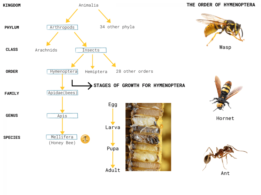 sTAGES-OF-GROWTH-FOR-HYMENOPTERA – Honey Bee Research Centre