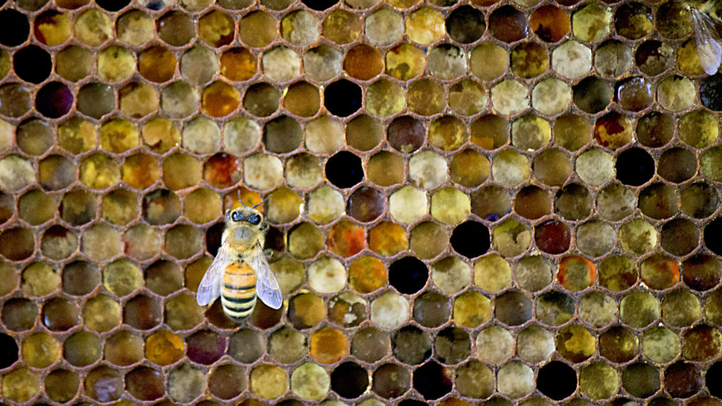 Student Volunteers – Honey Bee Research Centre