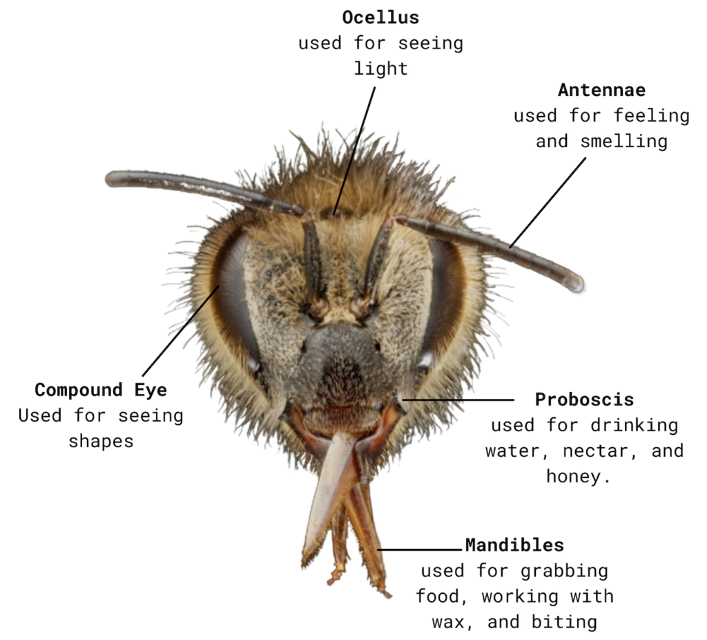 Honey Bee Anatomy - Honey Bee Research Centre