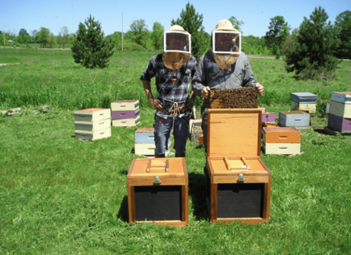 Bulk Bee Box at the HBRC - Honey Bee Research Centre