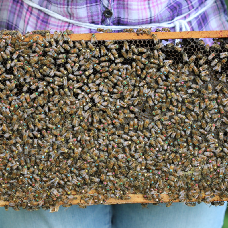 Research - Honey Bee Research Centre