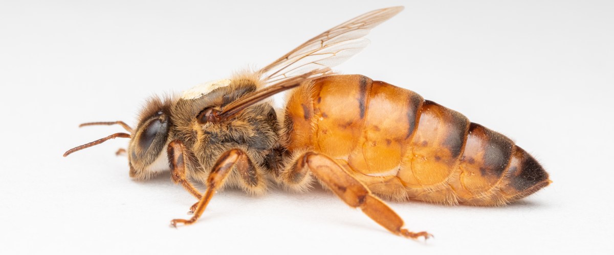 Castes Of Honey Bees - Honey Bee Research Centre