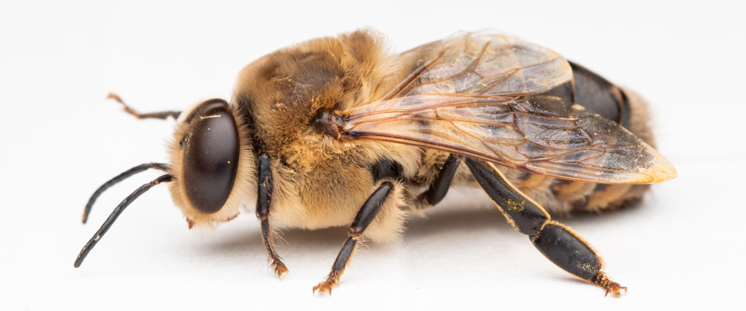 Castes Of Honey Bees - Honey Bee Research Centre
