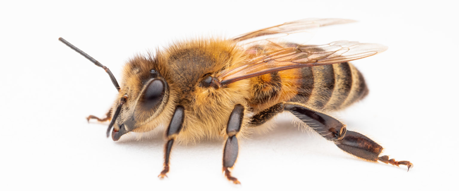 Castes Of Honey Bees - Honey Bee Research Centre