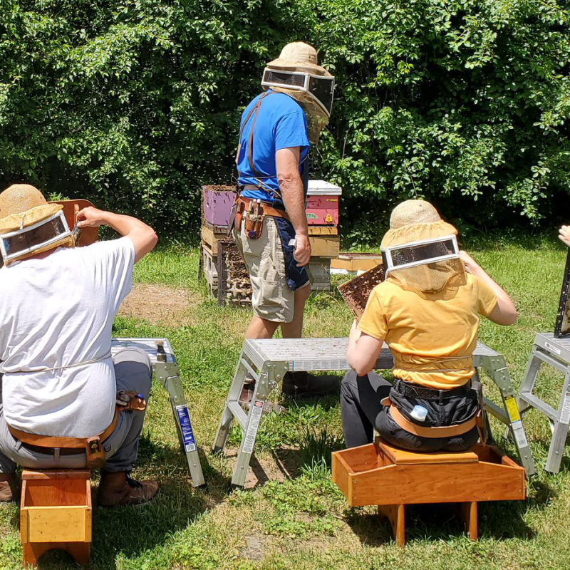 Home - Honey Bee Research Centre