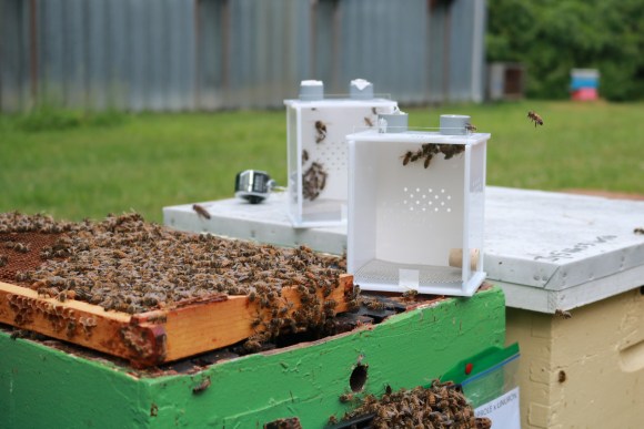 Research Brief - Honey Bee Research Centre