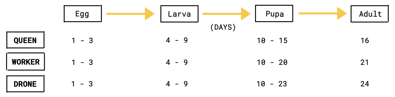 Stages Of Bee Growth – Honey Bee Research Centre