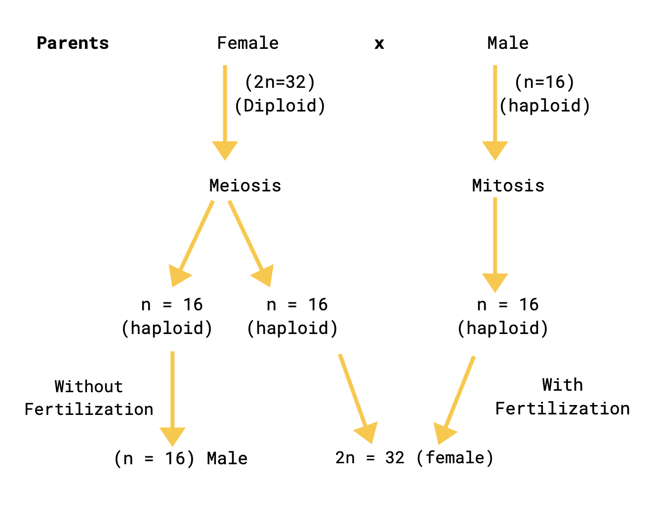 Castes Of Honey Bees – Honey Bee Research Centre