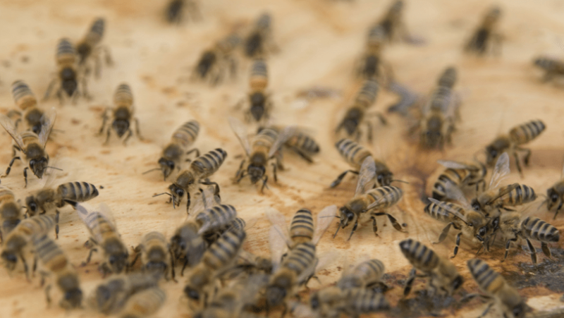Communication – Honey Bee Research Centre