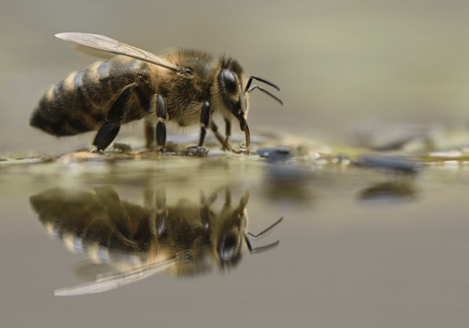 Honey Bee Habitat And Food – Honey Bee Research Centre