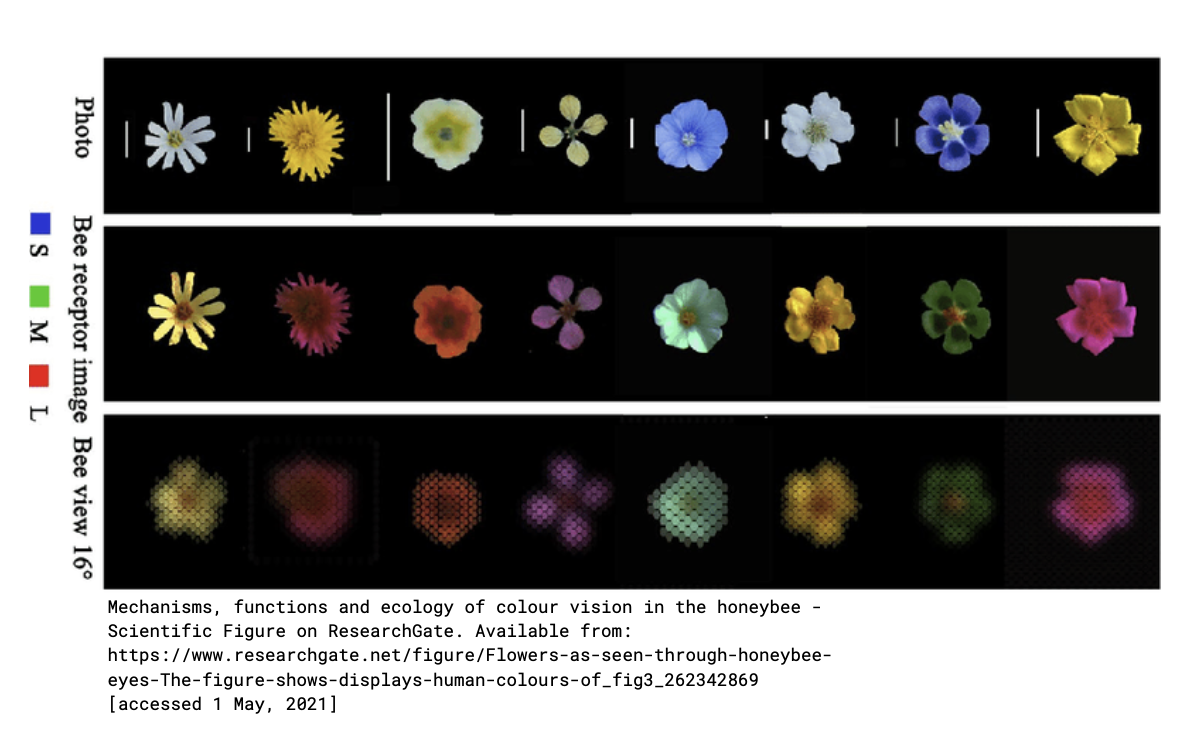Honey Bee Anatomy – Honey Bee Research Centre