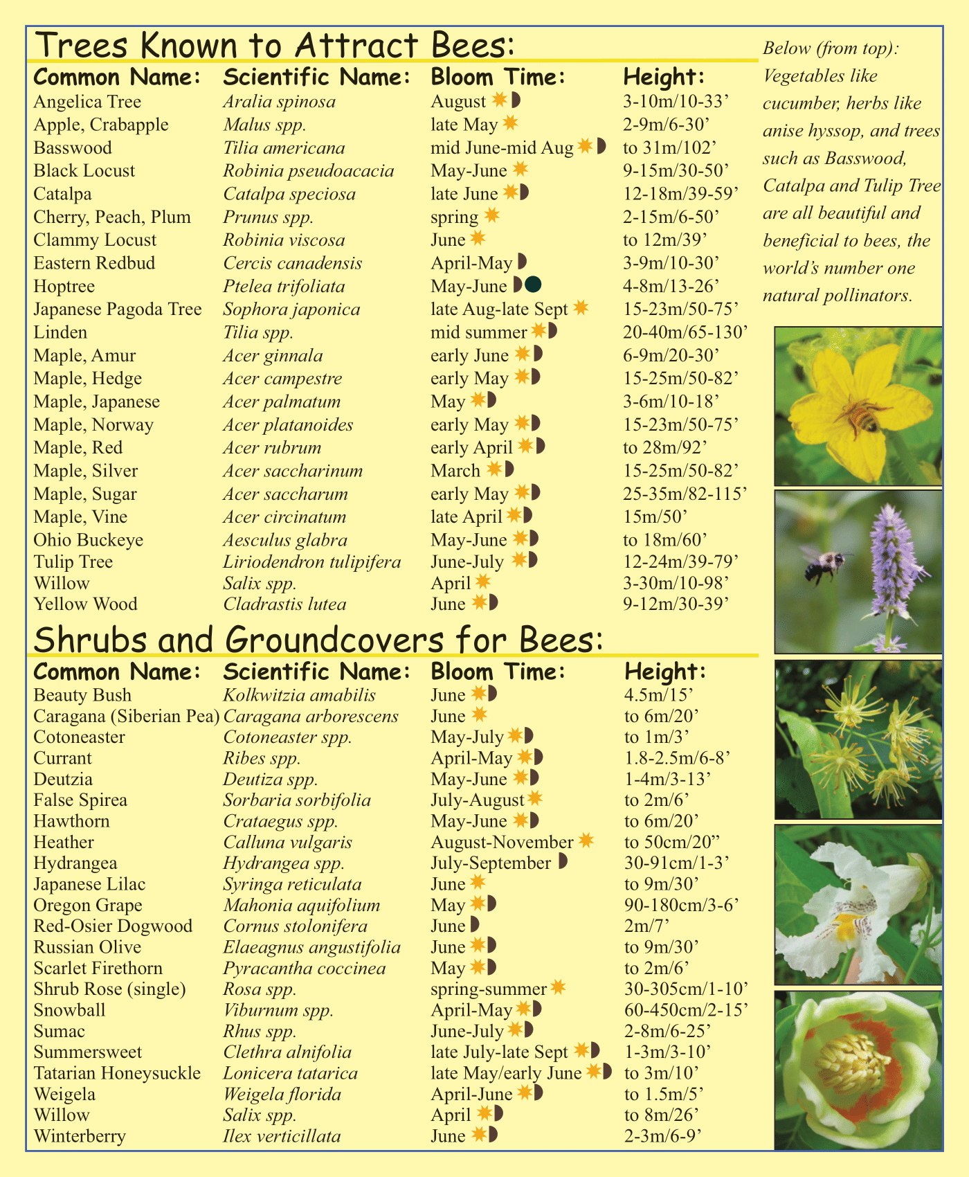 Bee Friendly Garden Resources – Honey Bee Research Centre