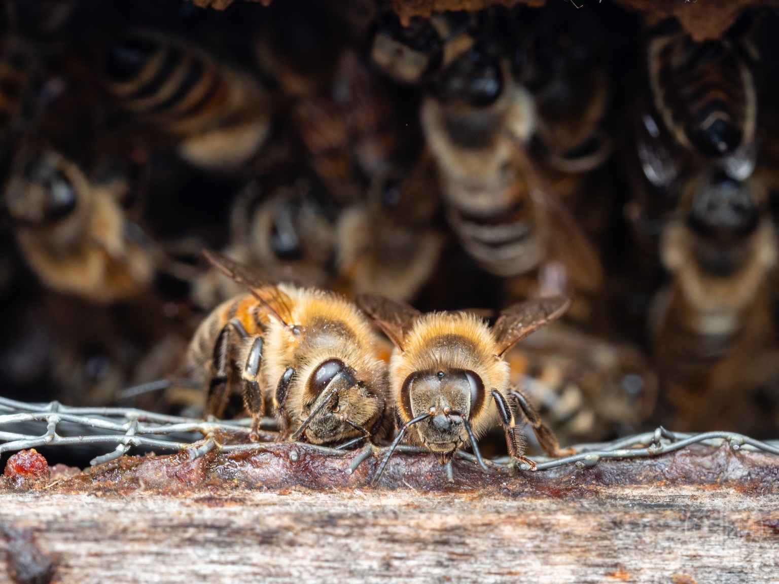 Hive Update – Honey Bee Research Centre