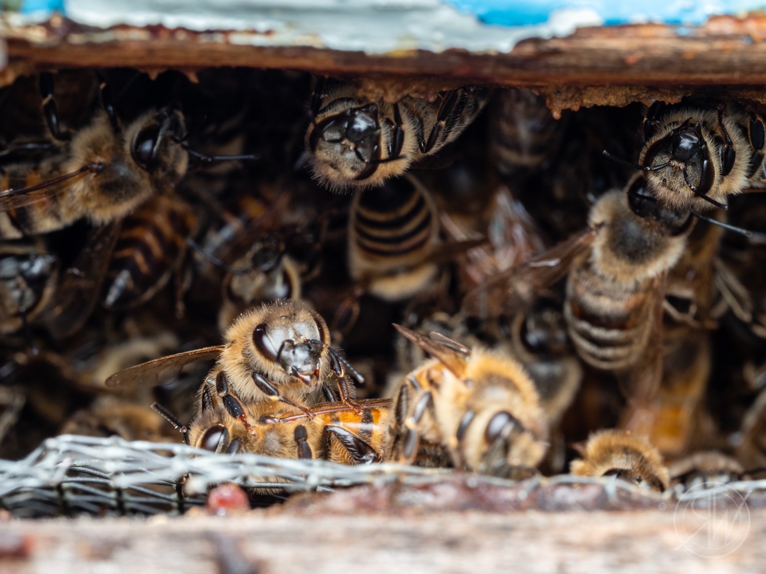 Our Research – Honey Bee Research Centre