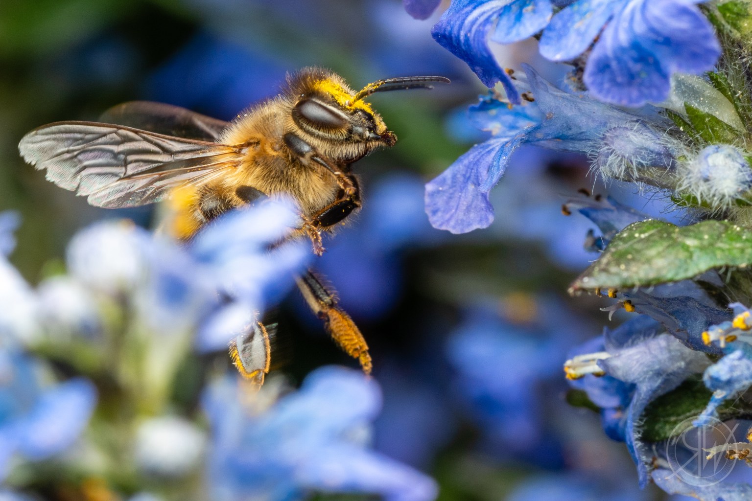 Our Research – Honey Bee Research Centre