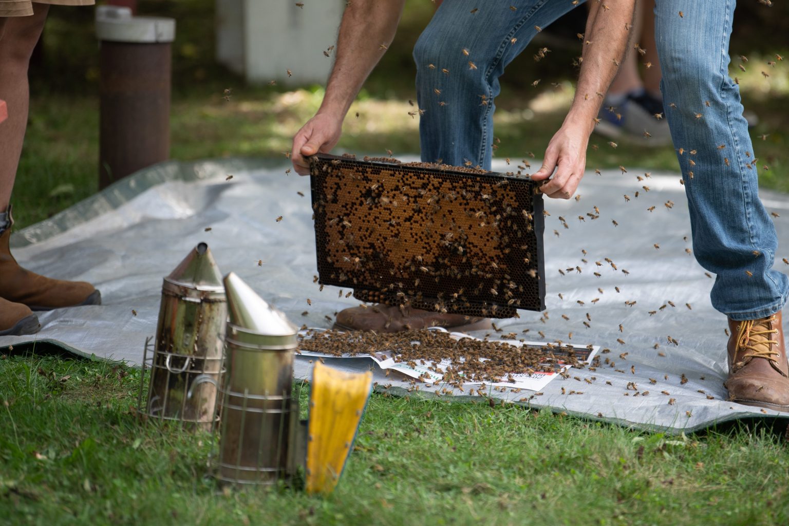 Our Research – Honey Bee Research Centre
