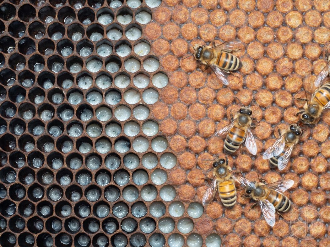Hive Update | Fall 2023 – Honey Bee Research Centre
