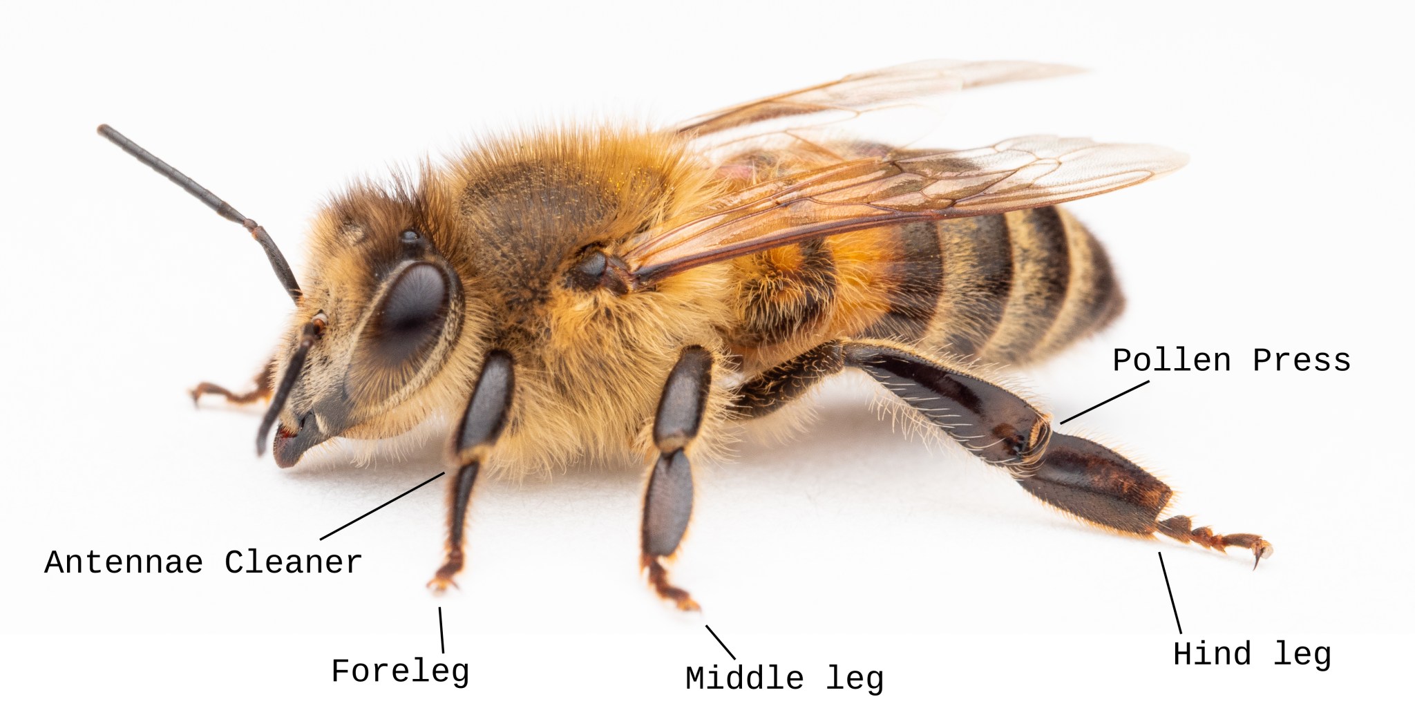 Honey Bee Anatomy – Honey Bee Research Centre
