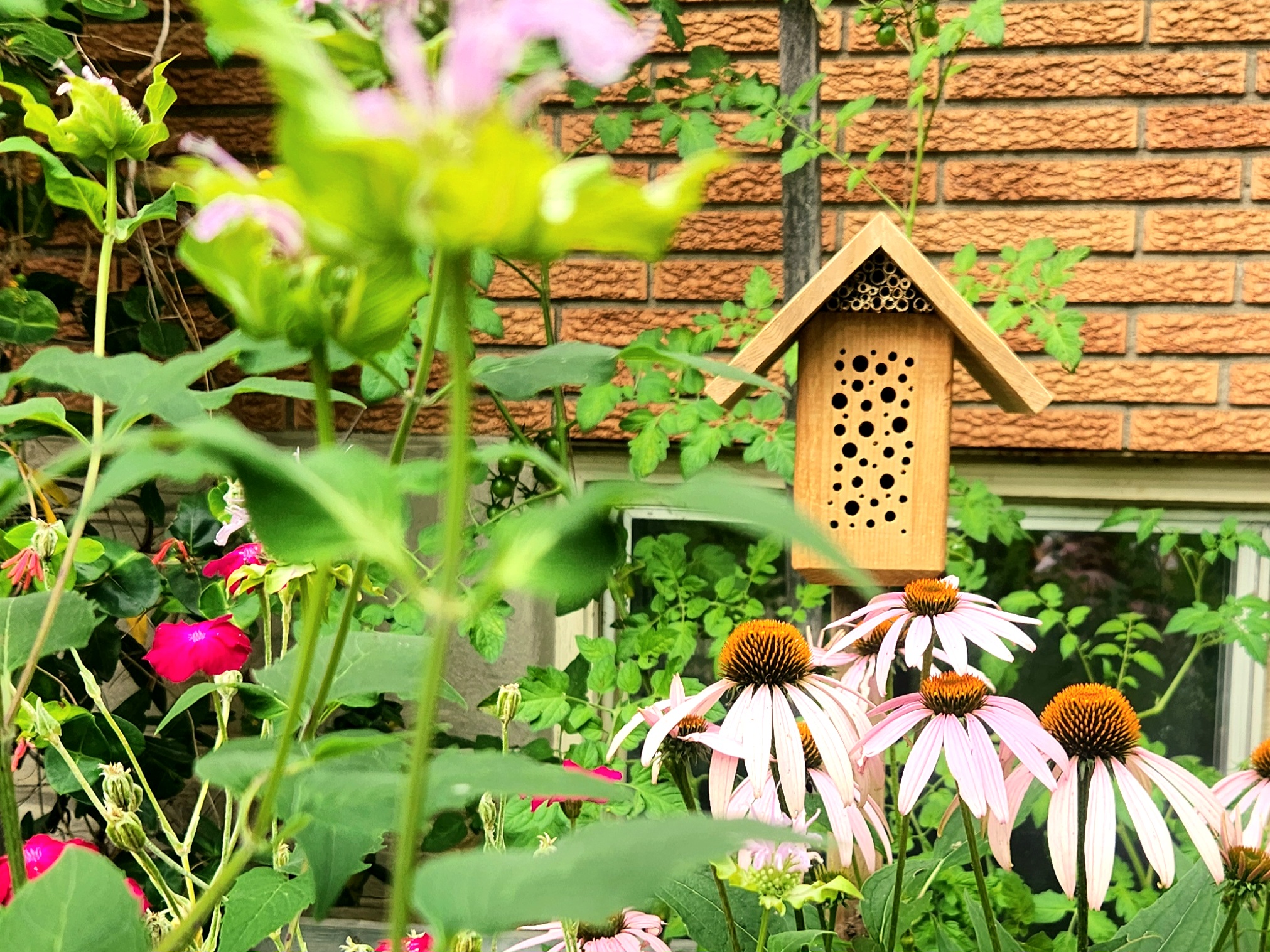 Baby Bee Bungalow | Summer/Fall 2024 – Honey Bee Research Centre